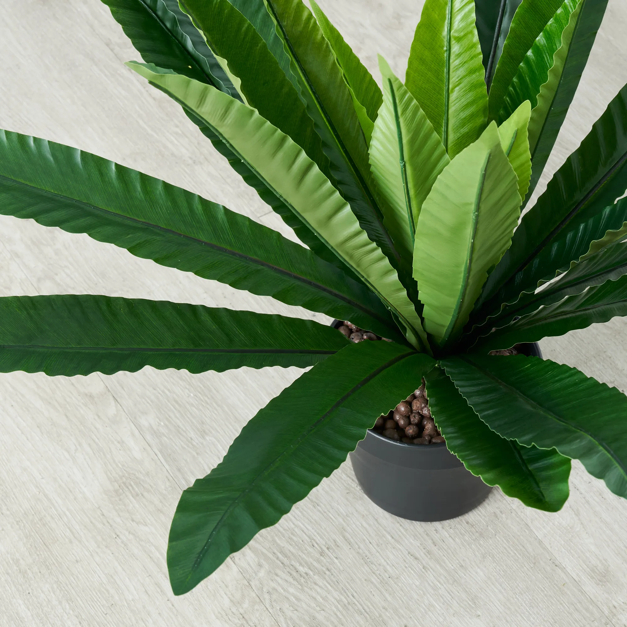 Birds Nest Fern Decorative Plant 55cm | Koala Living